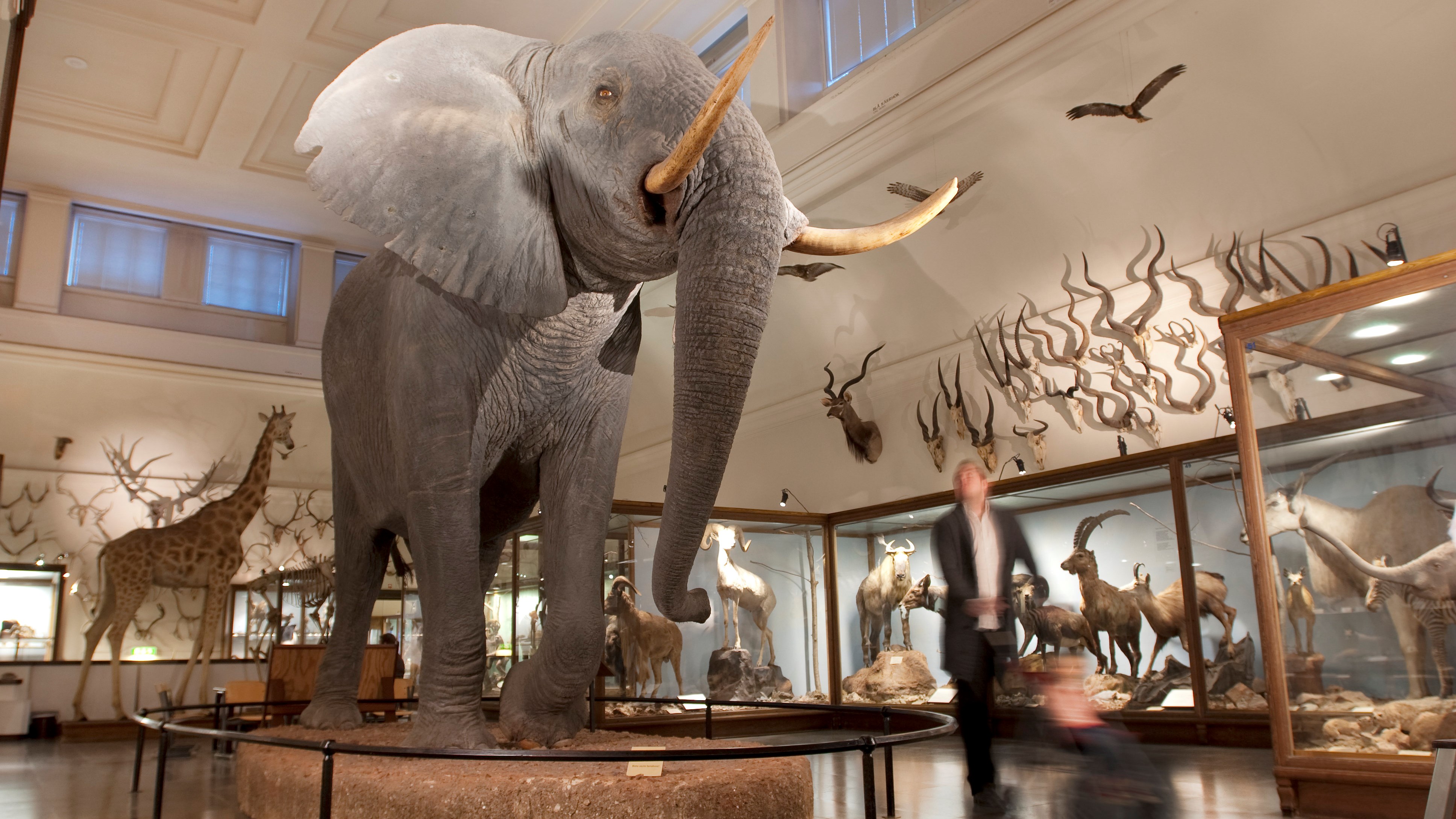 The Mammals Gallery - Public_GNM